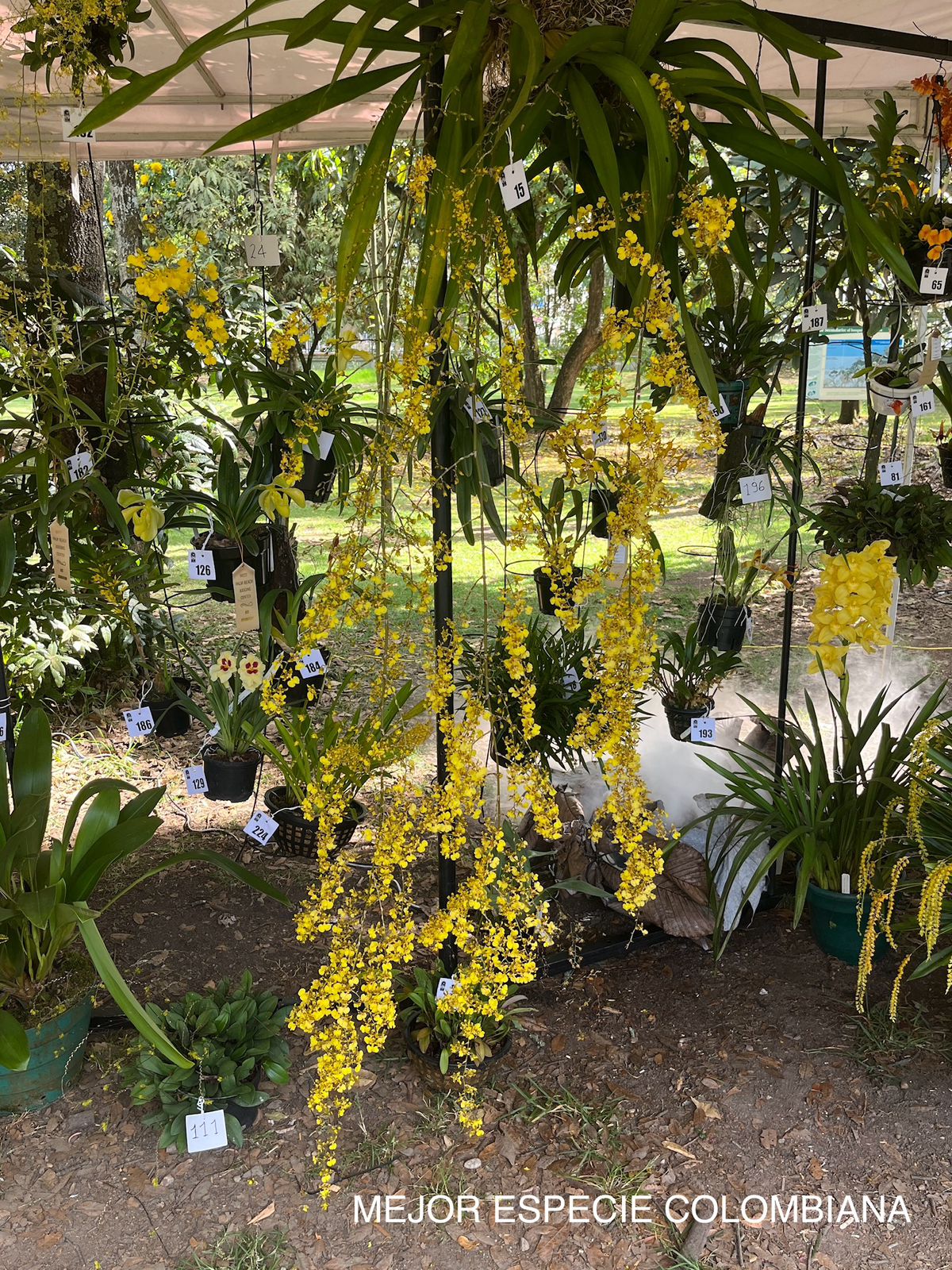 Jardín Botánico de Bogotá premia la belleza y conservación de las ...